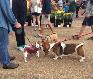 Dog Leash Clip Types: In-Depth Guide