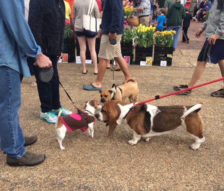 Dog Leash Clip Types: In-Depth Guide