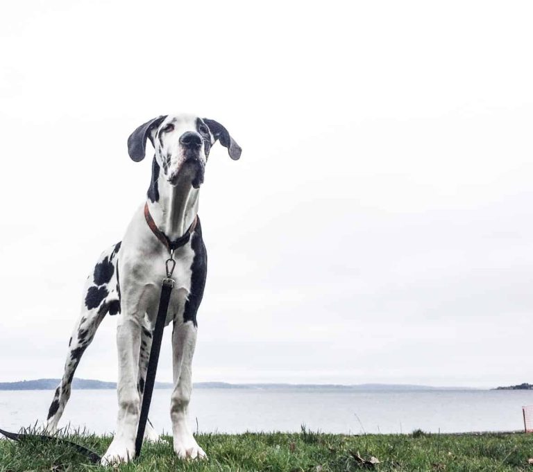 Dog Leash Clip Types: In-Depth Guide